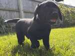 Pedigree Labrador Retriever Puppies for Sale - Champdogs