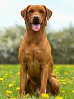 Labrador Retriever Stud Dogs - Champdogs