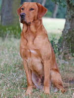 Labrador Retriever Stud Dogs - Champdogs