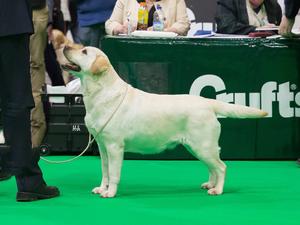 MAXFIELD LABRADOR RETRIEVERS