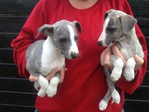 Pedigree KC Registered Whippet Puppies in attleborough, norfolk born 13 ...