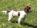 English Springer Spaniel Stud Dogs - Champdogs