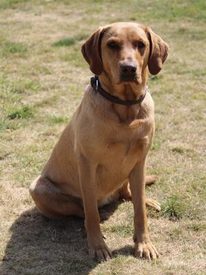 Pedigree KC Registered Labrador Retriever Puppies in Sandringham ...
