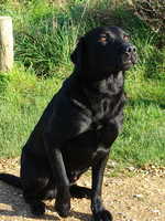 Labrador Retriever Stud Dogs - Champdogs ® : Page 15