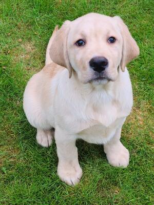 Pedigree KC Registered Yellow Show Labrador Retriever Puppies in ...