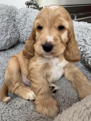 Pedigree KC Registered Golden Show Cocker Spaniel Puppies in Awsworth ...