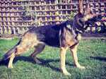 German Shepherd Dog Breeders - Champdogs