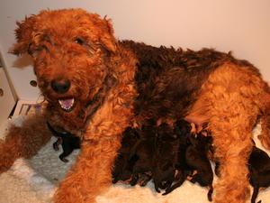 Pedigree KC Registered Airedale Terrier Puppies in Ashford, Kent born ...