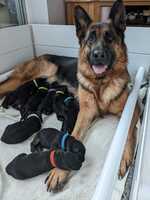 Pedigree German Shepherd Dog Puppies for Sale - Champdogs