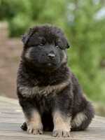 Pedigree German Shepherd Dog Puppies for Sale - Champdogs