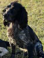 Blue Roan Working Cocker Spaniel Stud Dogs on Champdogs