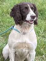 English Springer Spaniel Stud Dogs on Champdogs