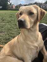 Pedigree Labrador Retriever Puppies for Sale near Bolton, Greater ...