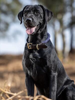Pedigree KC Registered Working Labrador Retriever Puppies in Bridport ...