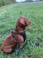 Cocker Spaniel Stud Dogs - Champdogs