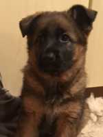 Pedigree German Shepherd Dog Puppies for Sale - Champdogs