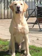 Labrador Retriever Stud Dogs - Champdogs