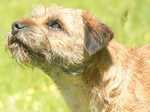 Red Grizzle Border Terrier Stud Dogs on Champdogs