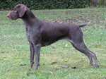 Pedigree German Shorthaired Pointer Puppies for Sale - Champdogs