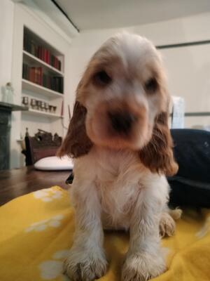Pedigree KC Registered Cocker Spaniel Puppies in Atherton, Manchester ...
