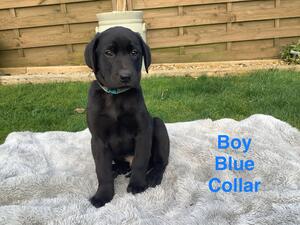 Pedigree KC Registered Labrador Retriever Puppies in Llandrindod Wells ...