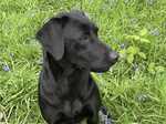 Pedigree Labrador Retriever Puppies for Sale - Champdogs