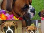 Boxer Stud Dogs in England on Champdogs
