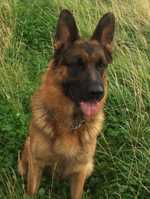 German Shepherd Dog Breeders - Champdogs