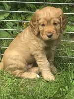 Pedigree Cocker Spaniel Puppies for Sale - Champdogs