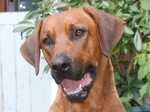 Rhodesian Ridgeback Stud Dogs - Champdogs