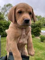 Pedigree Labrador Retriever Puppies for Sale - Champdogs
