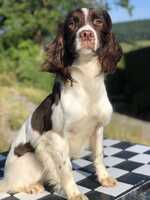 English Springer Spaniel Stud Dogs - Champdogs