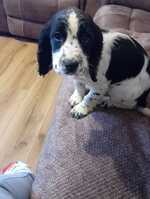 Cocker Spaniel Puppies for Sale