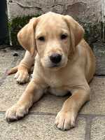 Pedigree Labrador Retriever Puppies for Sale - Champdogs ® : Page 2