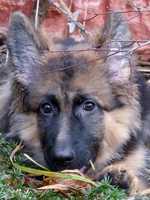 German Shepherd Dog Breeders - Champdogs