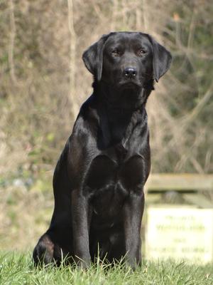 Drakeshead Cleo of Wickmoor