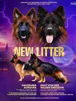 Pedigree German Shepherd Dog Puppies for Sale - Champdogs