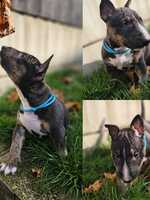 Brindle Miniature Bull Terrier Puppies for Sale