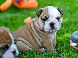 Pedigree KC Registered Red Bulldog Puppies in church warsop, Nottingham ...