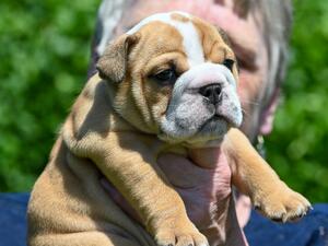 Pedigree KC Registered Red Bulldog Puppies in church warsop, Nottingham ...