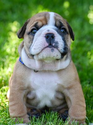 Pedigree KC Registered Red Bulldog Puppies in church warsop, Nottingham ...