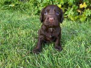 Pedigree KC Registered Liver Working Cocker Spaniel Puppies in Haywards ...