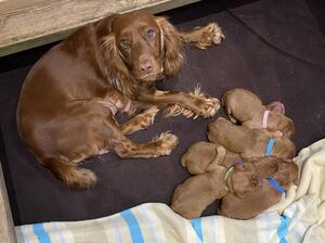 Pedigree KC Registered Red Working Cocker Spaniel Puppies in Horsham ...