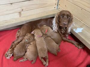 Pedigree KC Registered Red Working Cocker Spaniel Puppies in Horsham ...