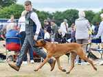 Rhodesian Ridgeback Stud Dogs - Champdogs