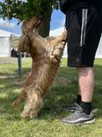 Red Show Cocker Spaniel Stud Dogs on Champdogs