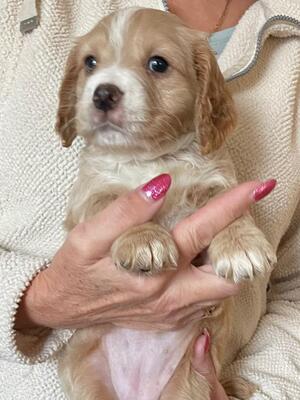 Pedigree KC Registered Red Working Cocker Spaniel Puppies born 05/09/22