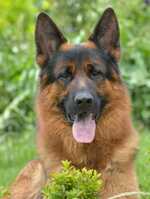 Pedigree German Shepherd Dog Puppies for Sale - Champdogs