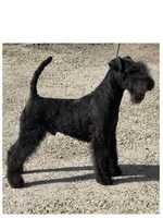 Lakeland Terrier Breeders in Northern Ireland on Champdogs