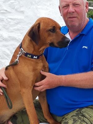 Pedigree KC Registered Rhodesian Ridgeback Puppies in Alsagers Bank ...